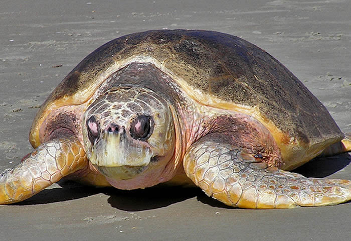 Fundación Biodiversidad y la conservación de la tortuga boba